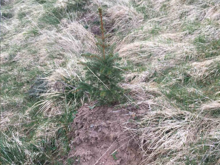 Mounding – Forestry Ground Prep Ltd