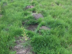 Mounding – Forestry Ground Prep Ltd