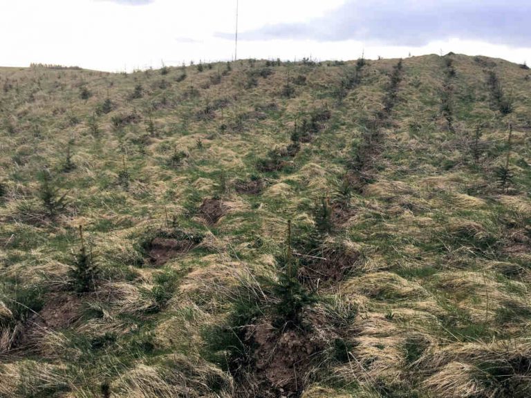 Mounding – Forestry Ground Prep Ltd